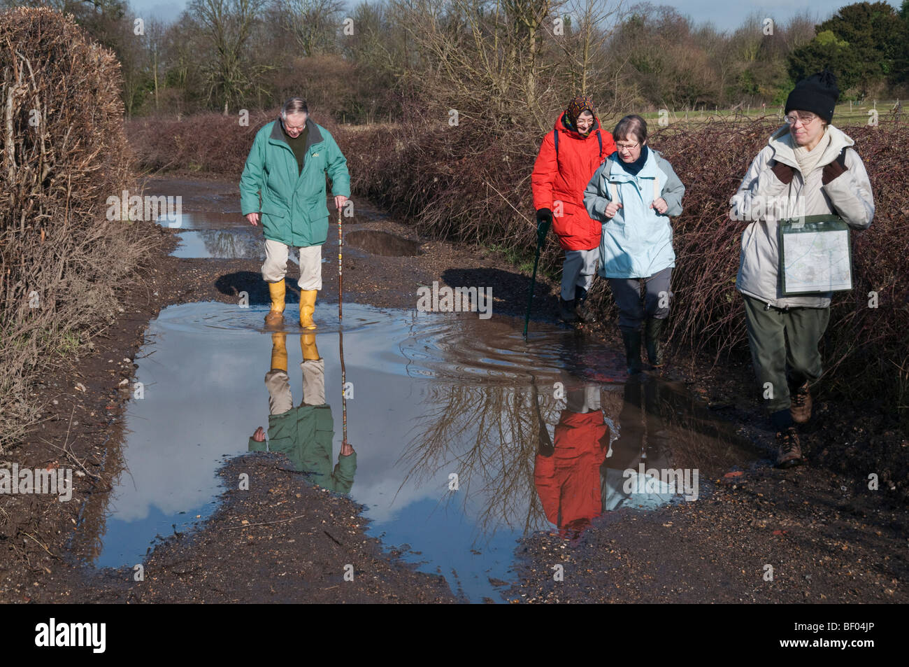 Four ramblers go thorough puddles on a green lane at Paley Street ...