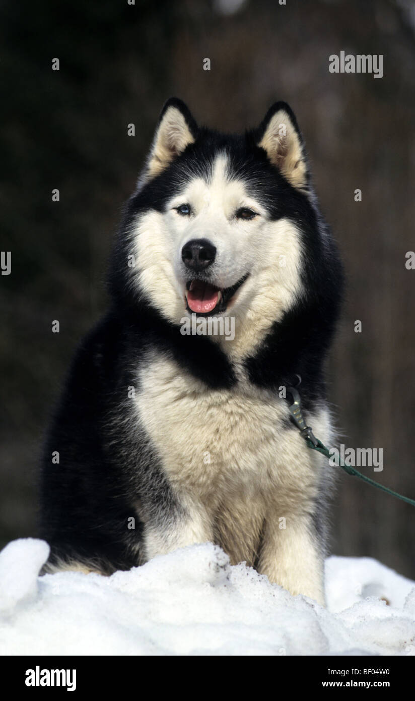 Husky (Canis lupus familiaris), male standing on snow Stock Photo - Alamy