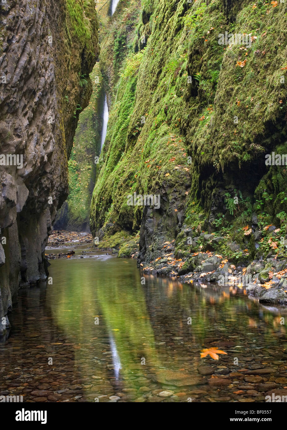 Waterfall in a forest, Oneonta Falls, Oneonta Gorge, Columbia River ...