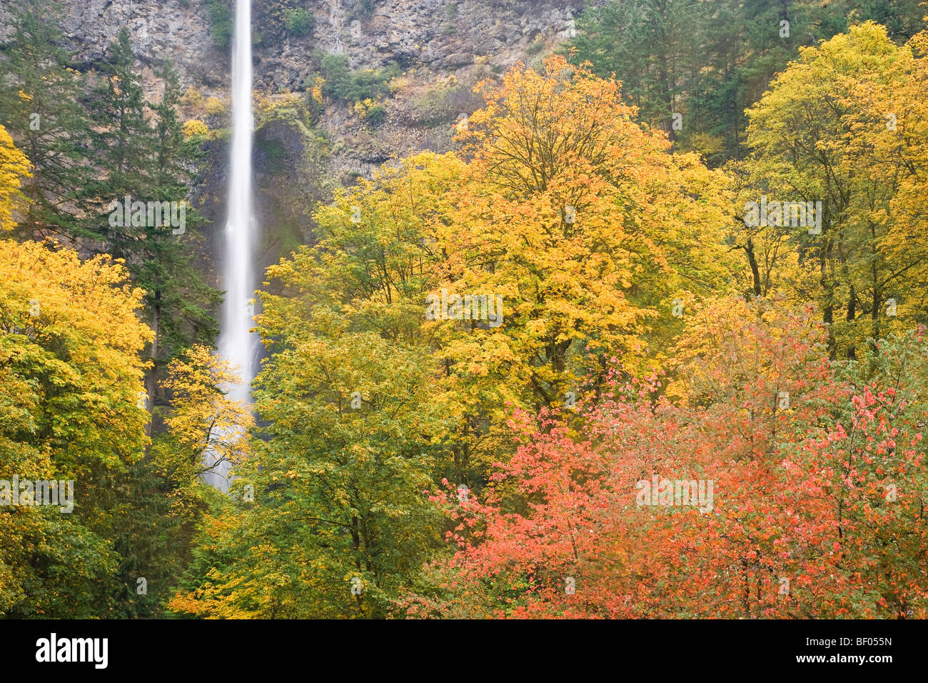 Waterfall in a forest, Multnomah Falls, Columbia River Gorge, Oregon ...