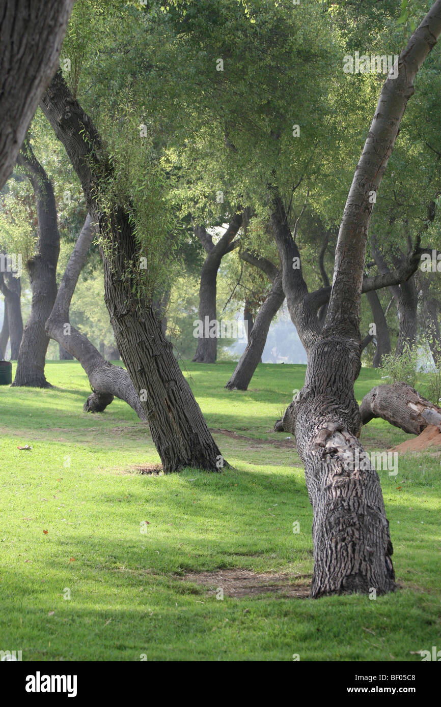 Trees in a park Stock Photo - Alamy