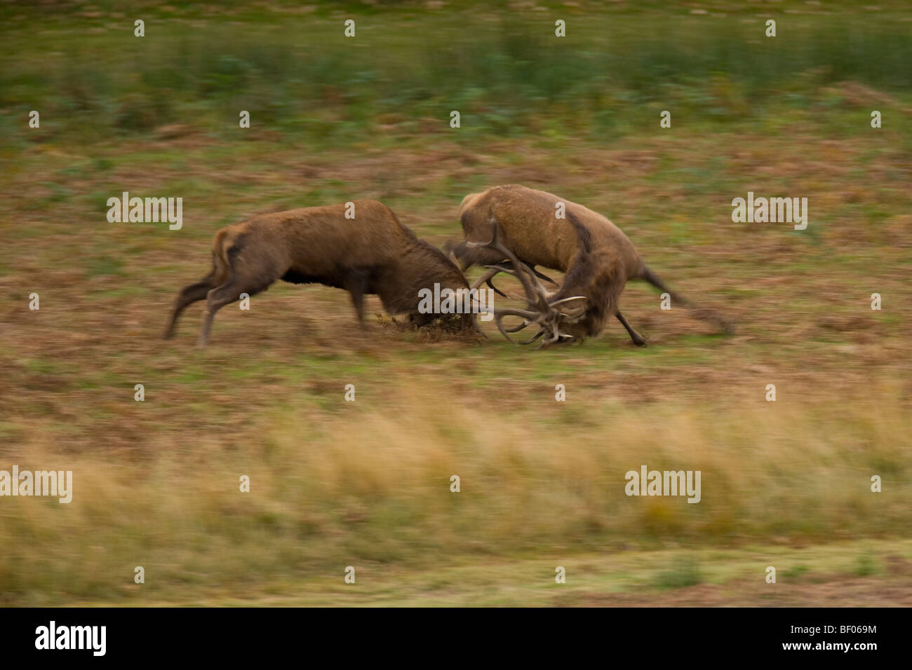 Red Deer Cervus elaphus (Artiodactyla) Stags Fighting Stock Photo - Alamy