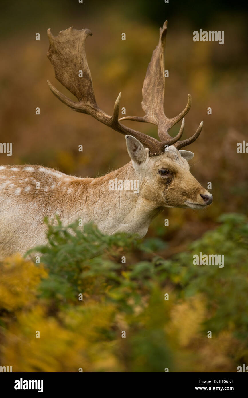 Fallow Deer Stag. Dama dama (Artiodactyla Stock Photo - Alamy