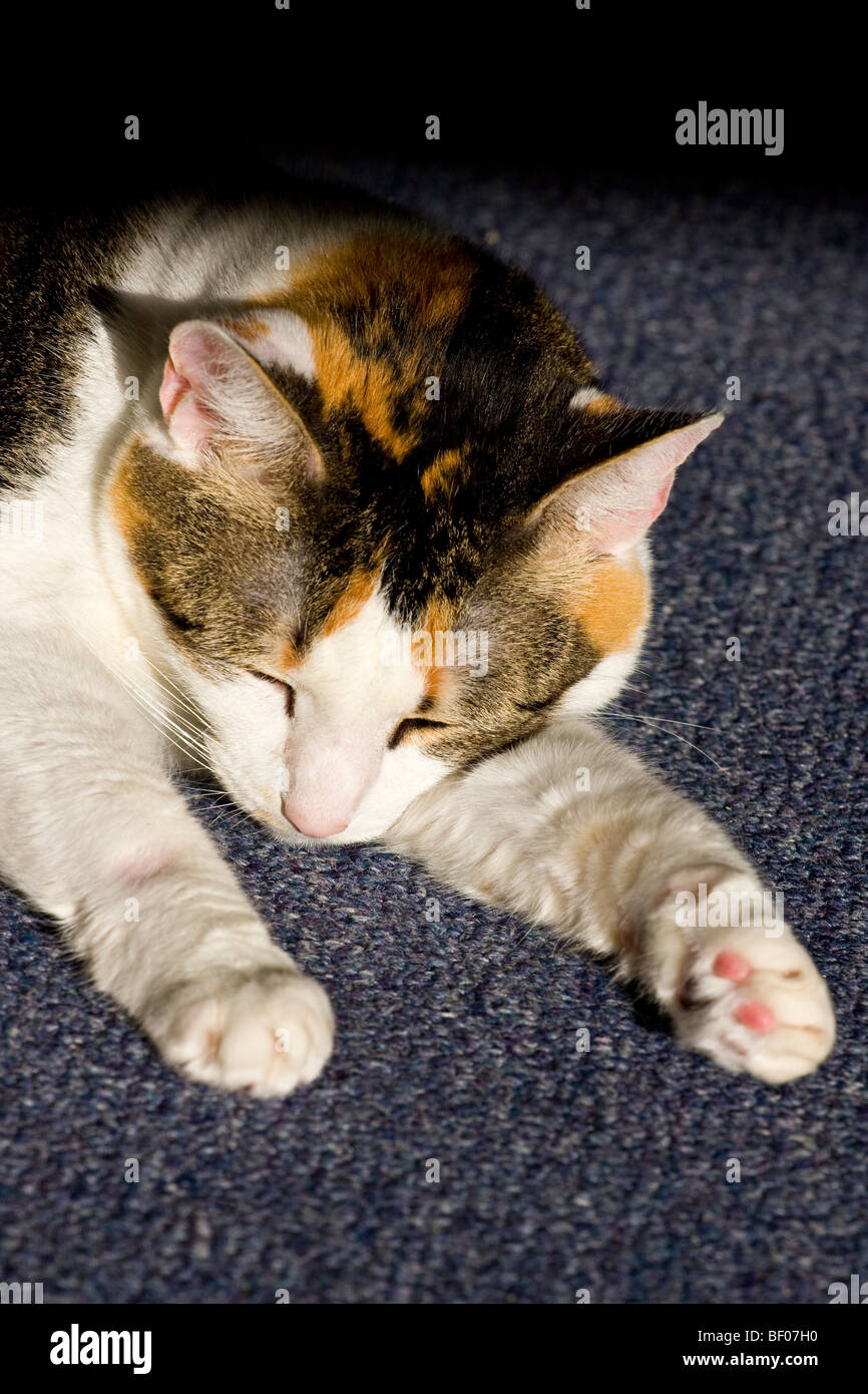Calico Cat sleeping in the sun Stock Photo - Alamy