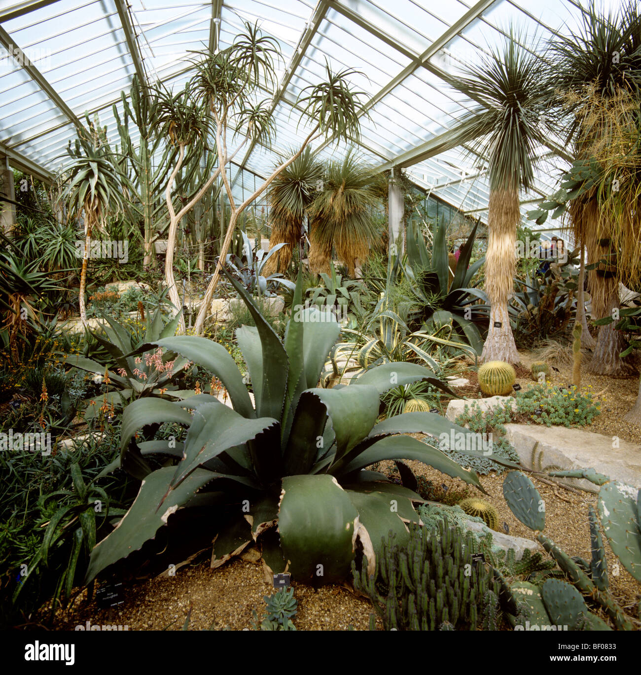 UK, England, London, Kew Gardens, inside the Princess of Wales ...