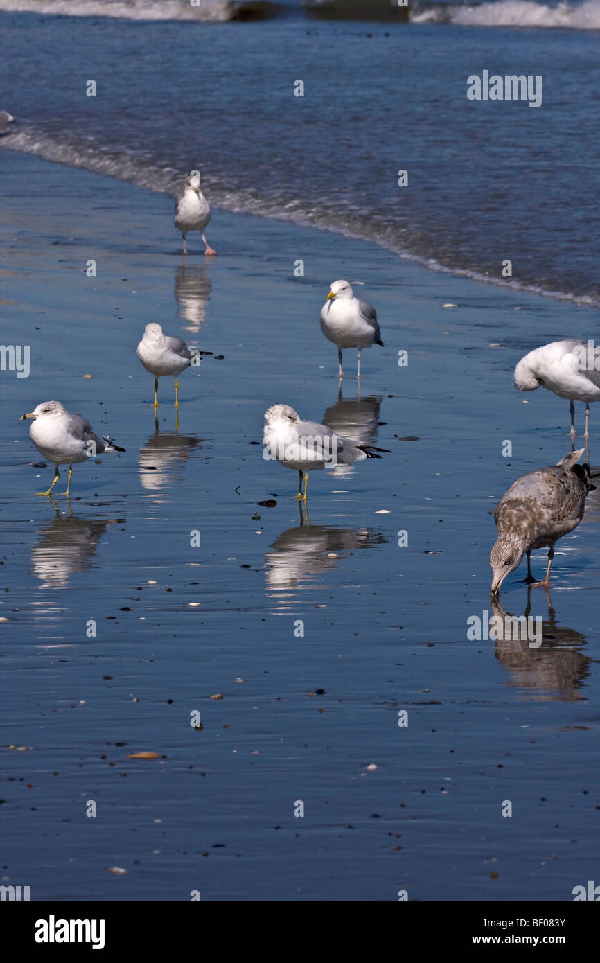 Juvenile ring billed gull hi-res stock photography and images - Alamy