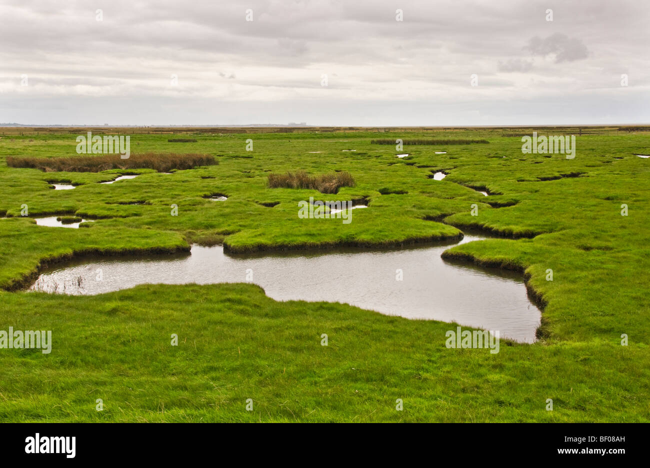 Salt Marsh Algae
