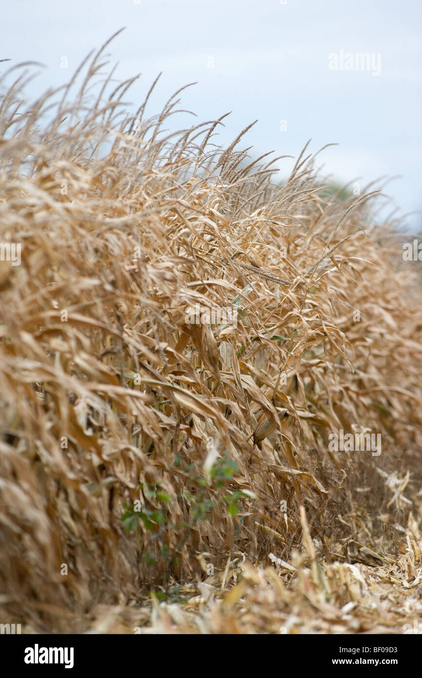 Maize Ready to harvest to feed dairy cows Stock Photo - Alamy