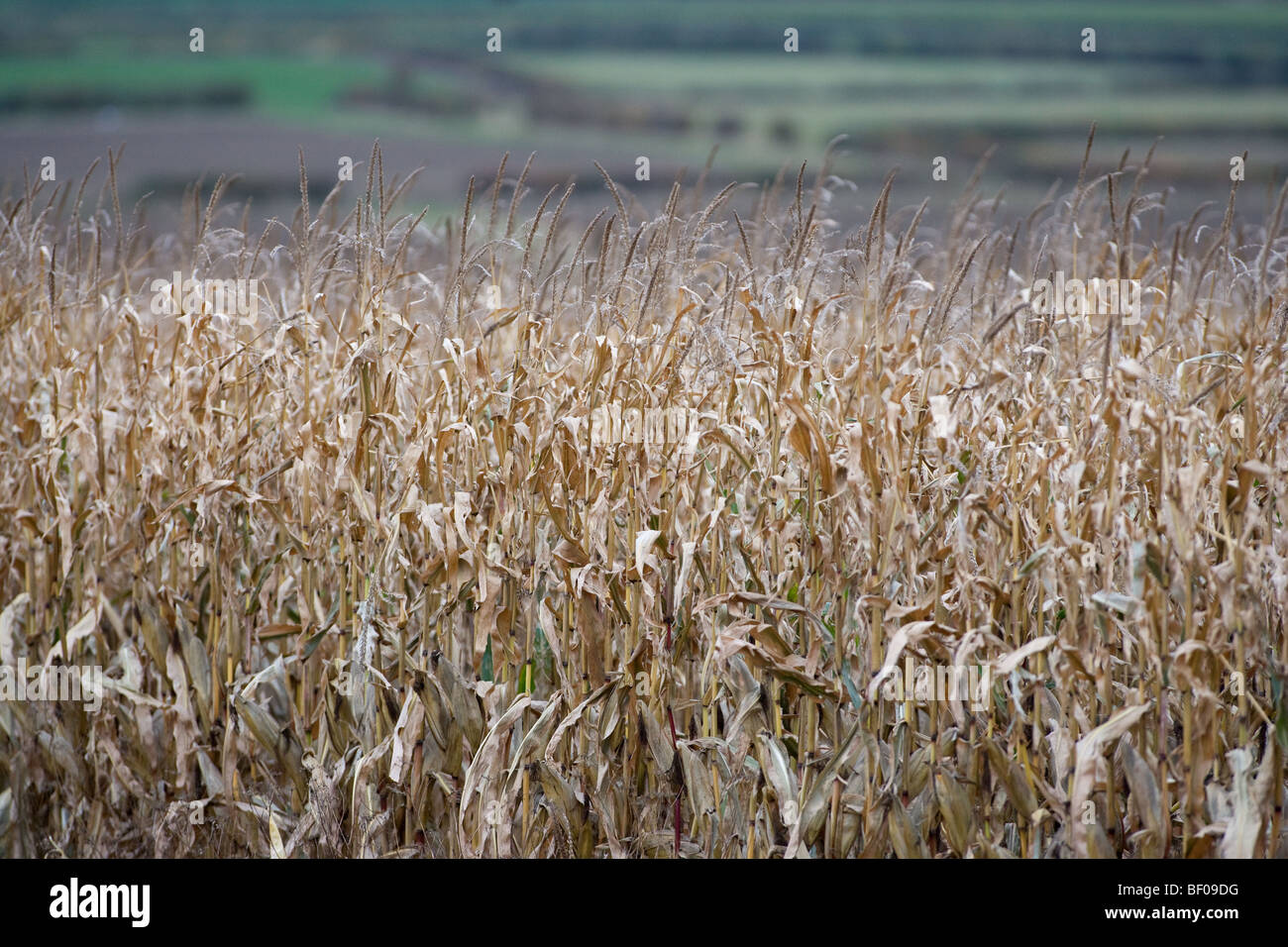 Maize Ready to harvest to feed dairy cows Stock Photo - Alamy