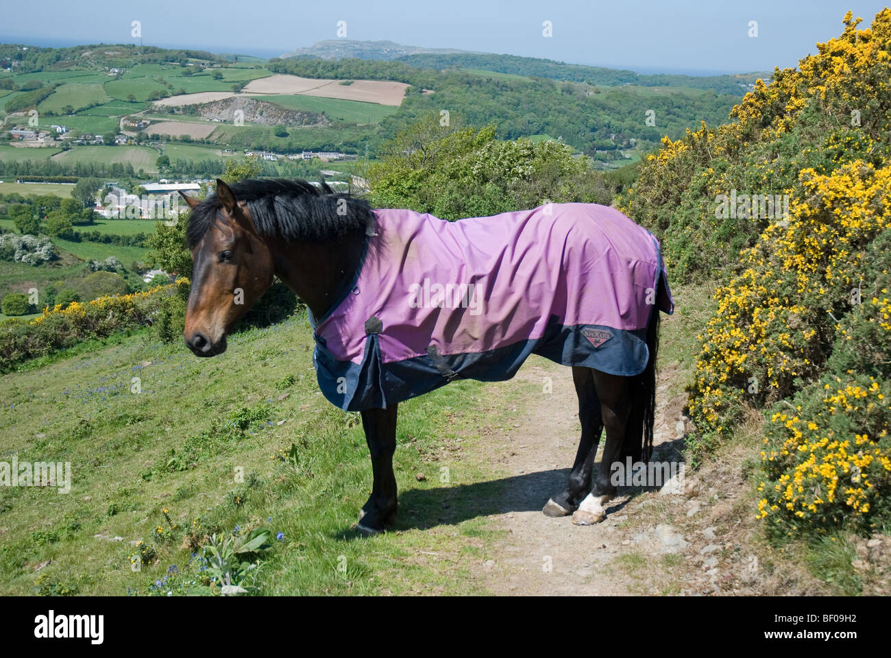 Stubborn horse hi-res stock photography and images - Alamy