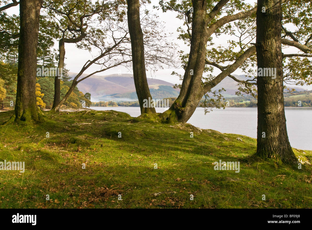 Derwentwater, Manesty Park, Cumbria Stock Photo - Alamy