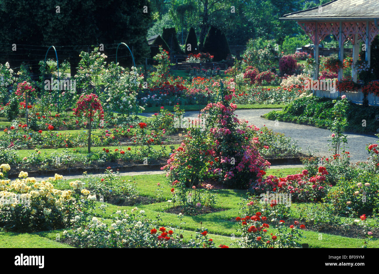 Different roses at Roseraie rosarium in Saverne, Alsace, France Stock ...