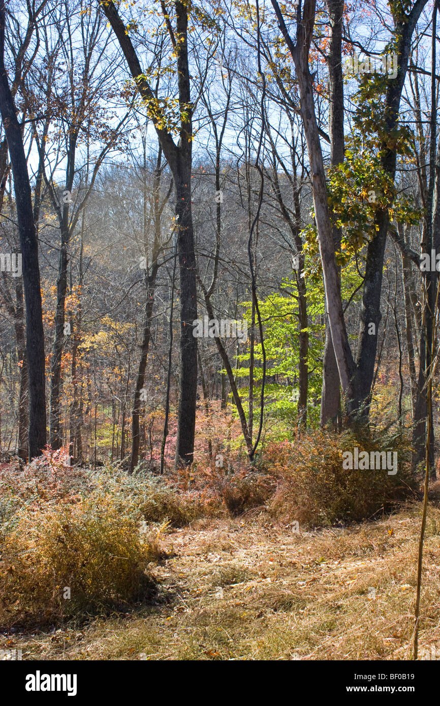 akn 1124R1 Leaves on bush turning to vibrant fall colors Stock Photo ...
