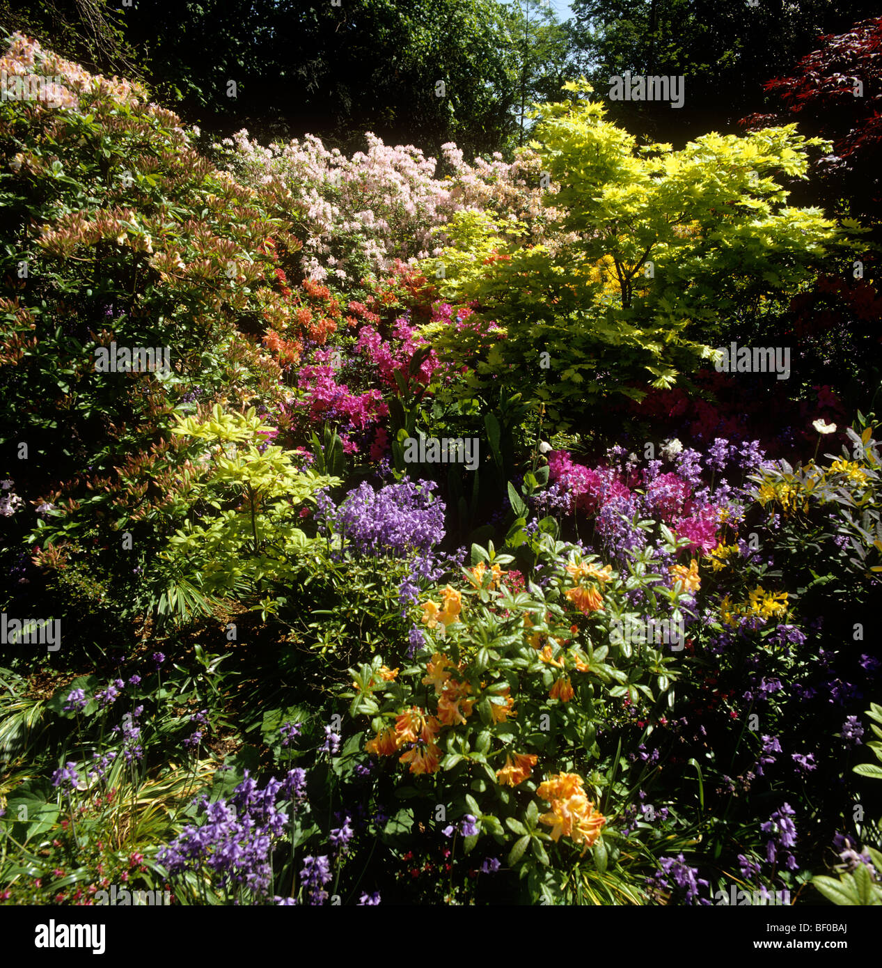 UK, Manchester, Didsbury, Old Parsonage Gardens Azaleas and colourful ...