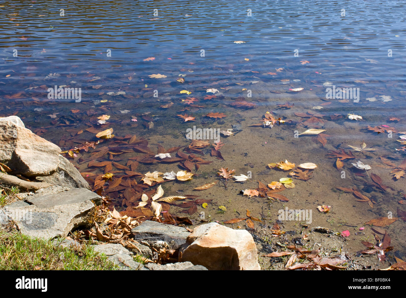 Floating leaf shore hi-res stock photography and images - Alamy