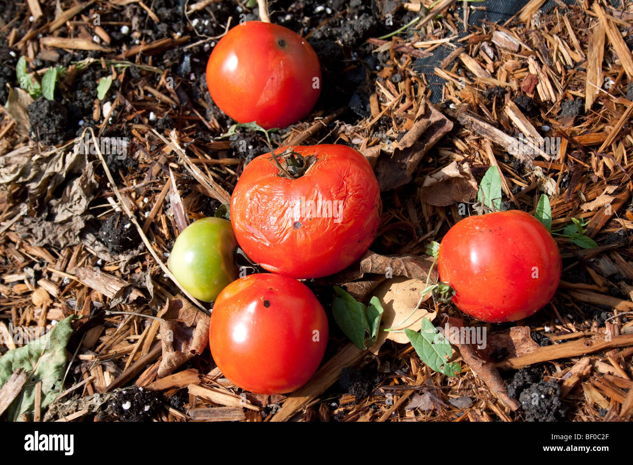 Rotting fruit hi-res stock photography and images - Alamy