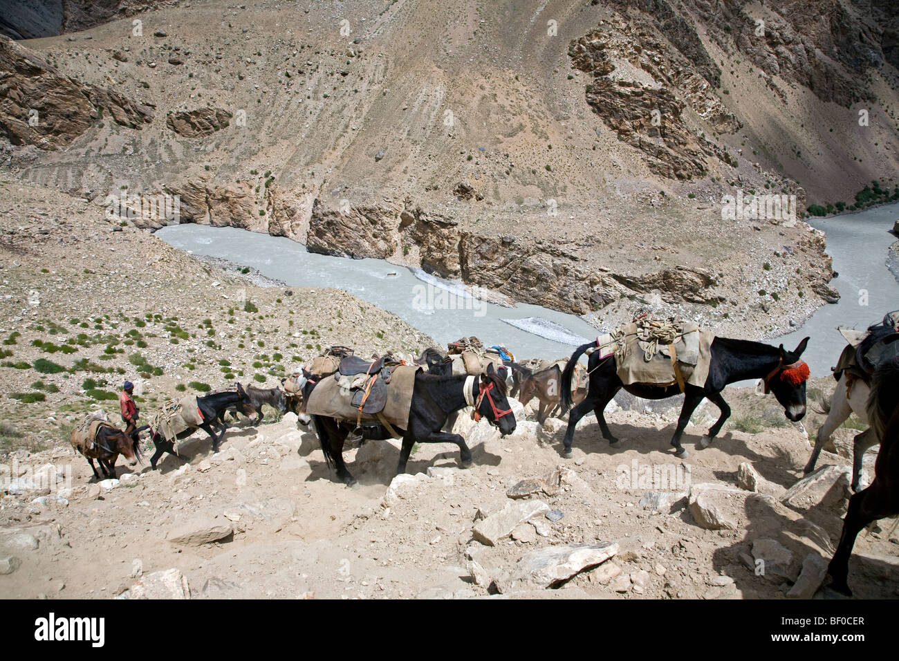 Pack of mules and horses. Near Mune. Zanskar. India Stock Photo - Alamy