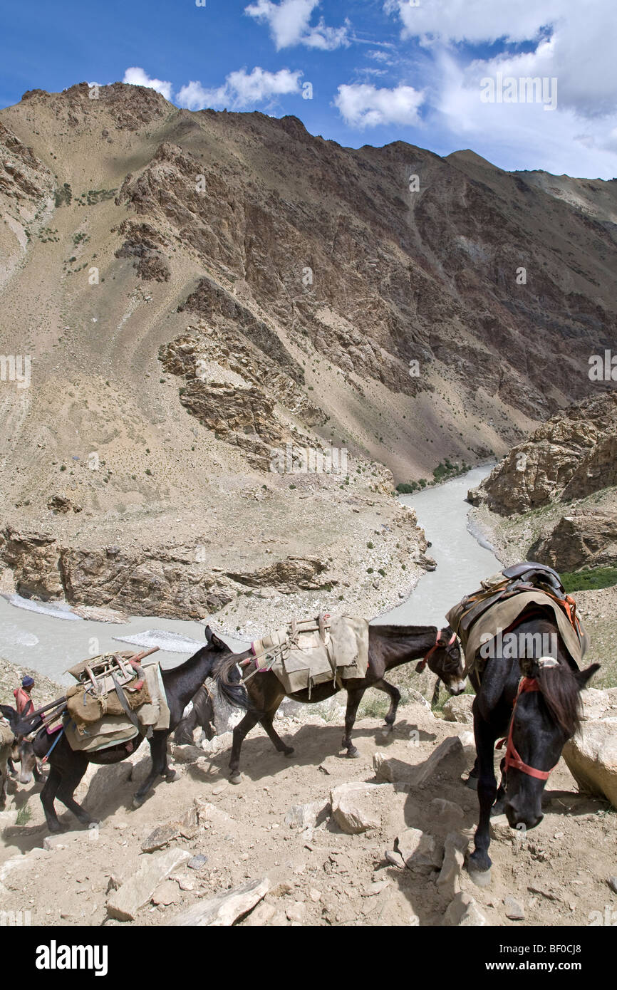 Pack of mules and horses. Near Mune. Zanskar. India Stock Photo - Alamy