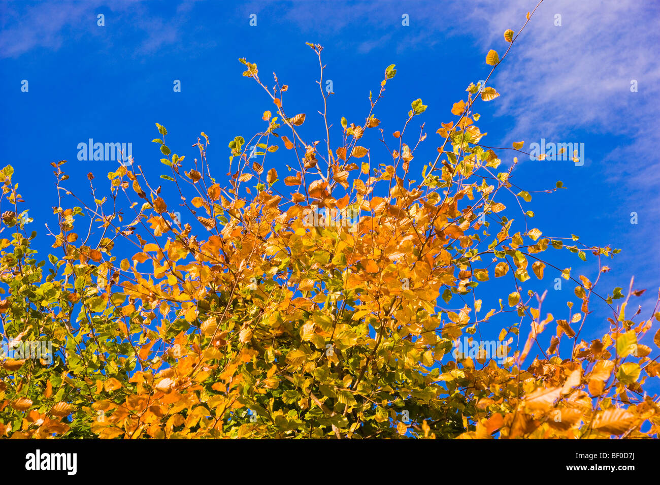 Deep russet colour hi-res stock photography and images - Alamy