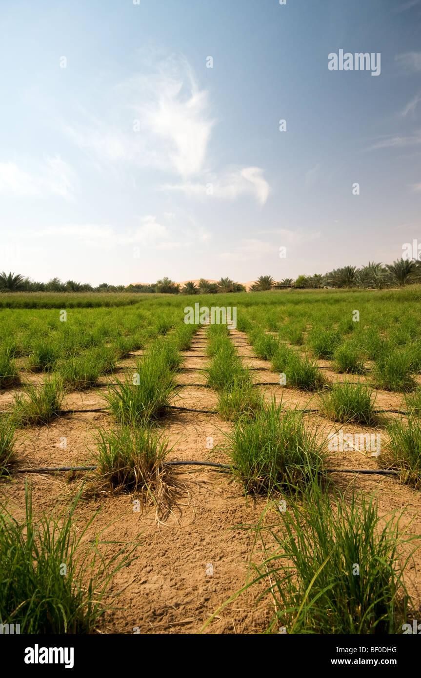 Liwa desert oasis hi-res stock photography and images - Alamy