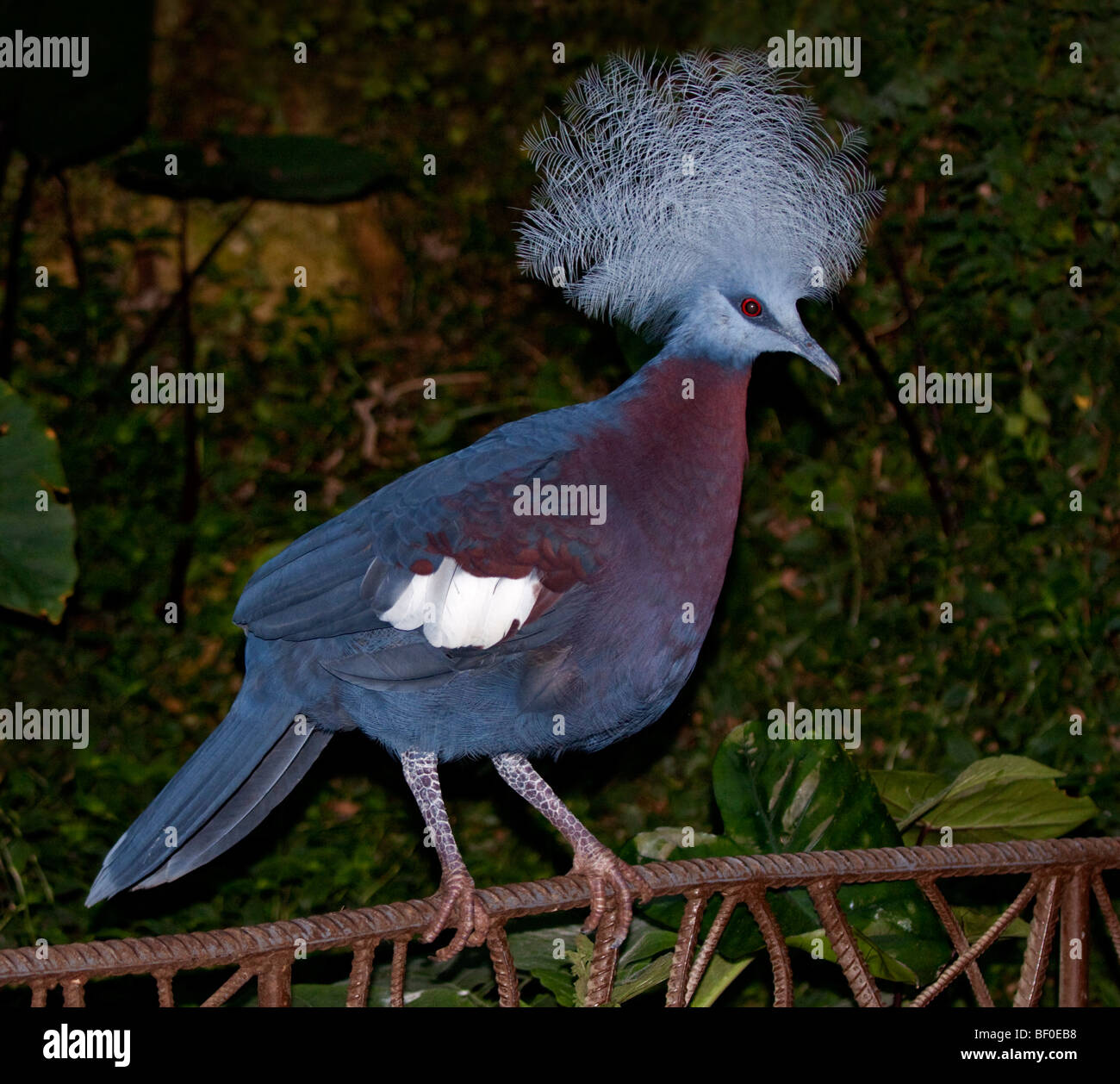 Southern Crowned Pigeon (goura scheepmakeri Stock Photo - Alamy