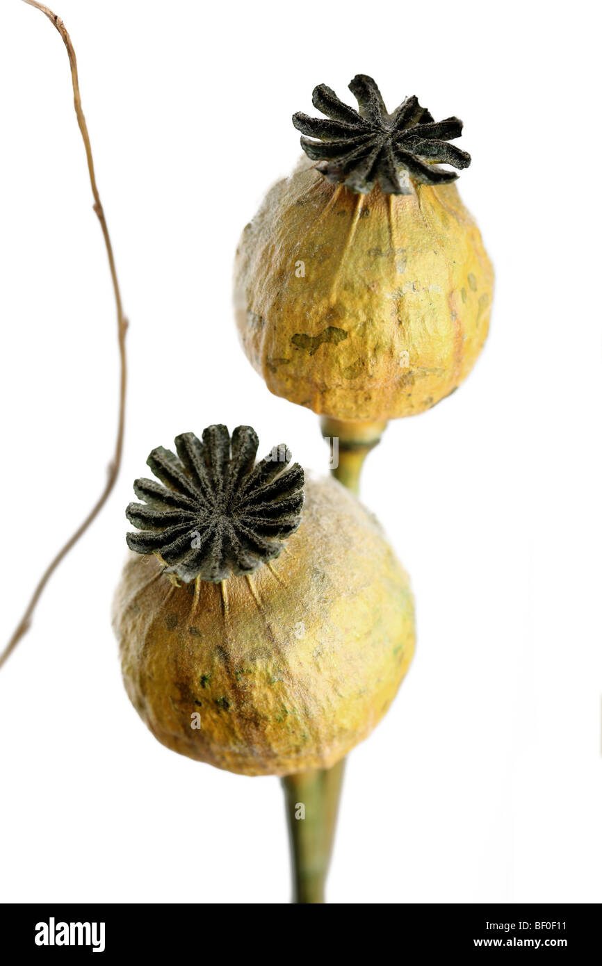 Poppy Seed Pods in late Autumn Stock Photo - Alamy