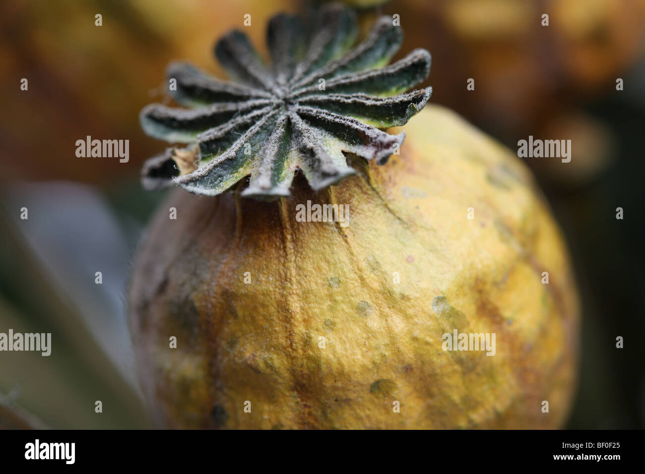Poppy Seed Pods in late Autumn Stock Photo - Alamy