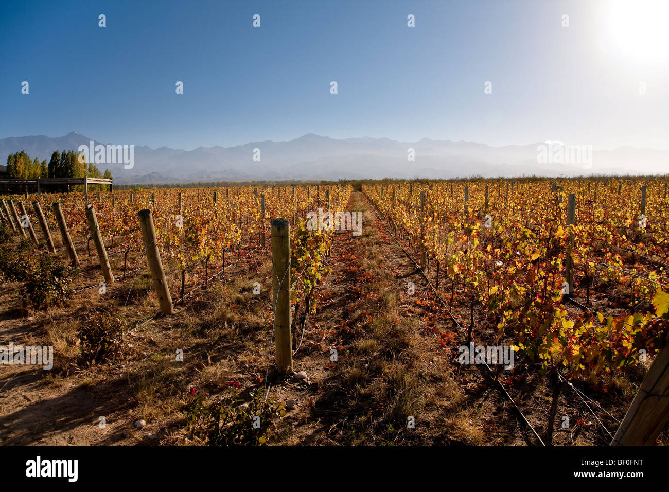 Argentina andes wine hi-res stock photography and images - Alamy
