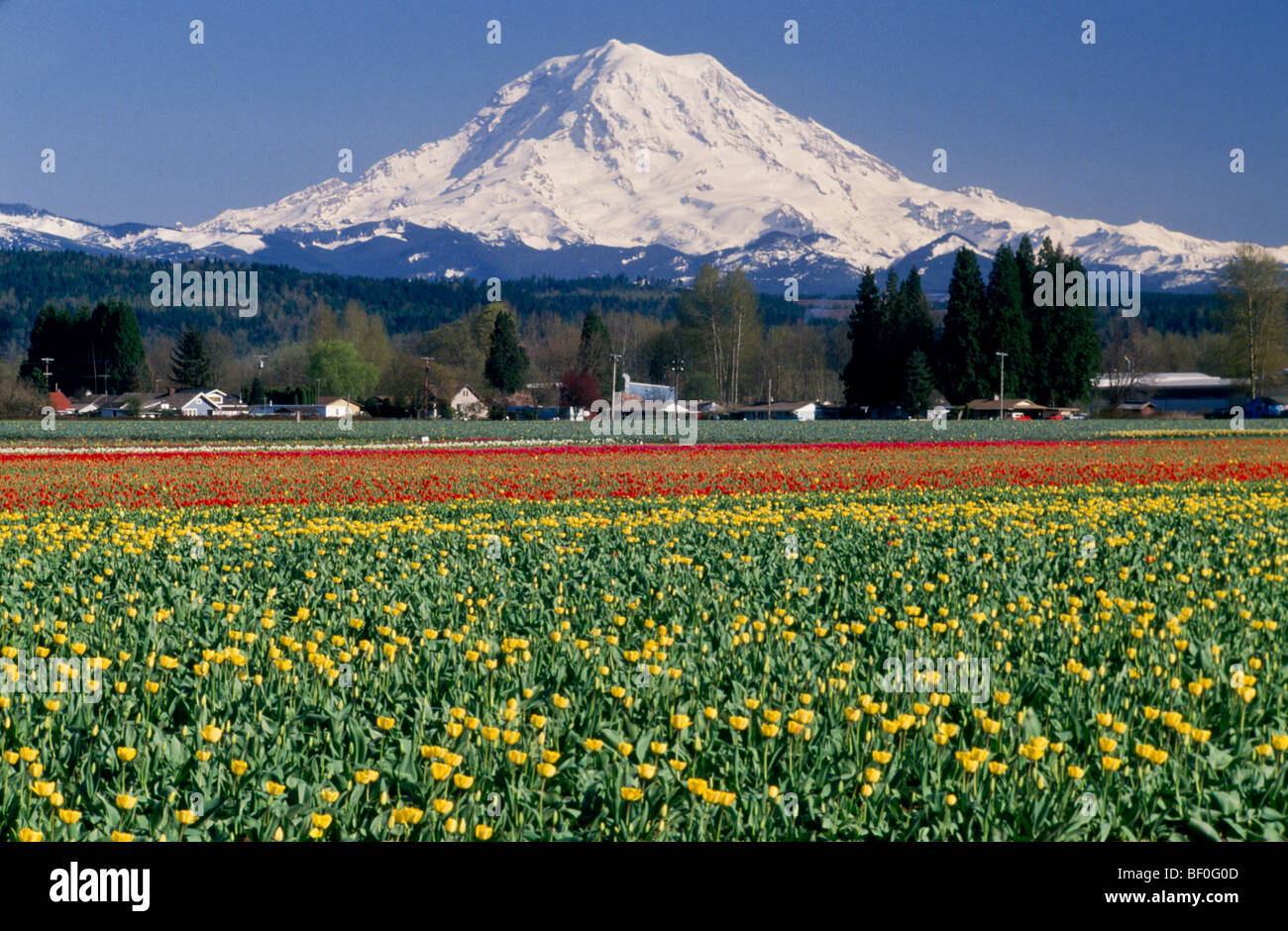 Tulip field and Mt. Rainier in springtime, near Morton, Lewis county ...