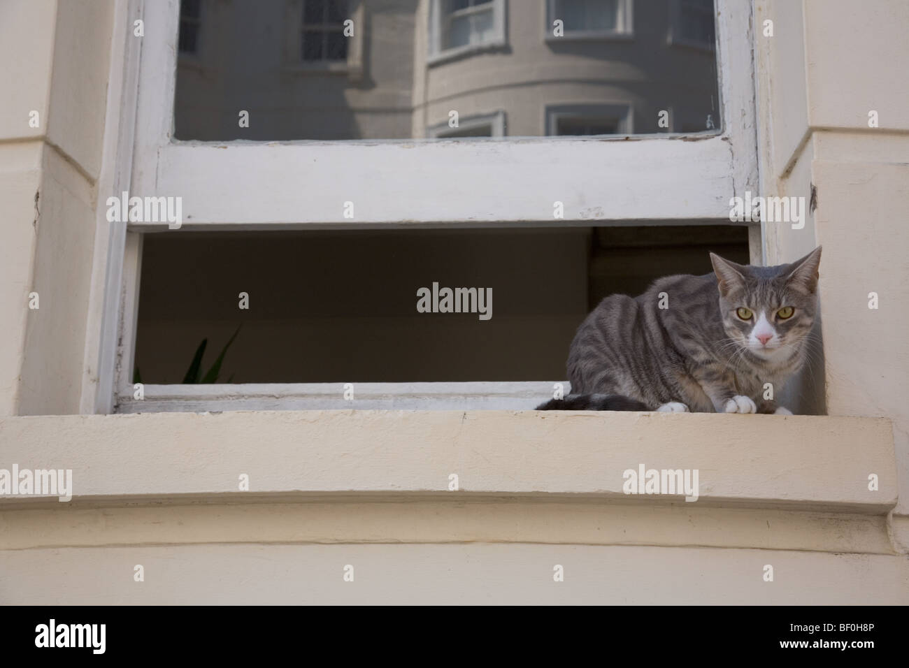 Cat on a window sill Stock Photo - Alamy