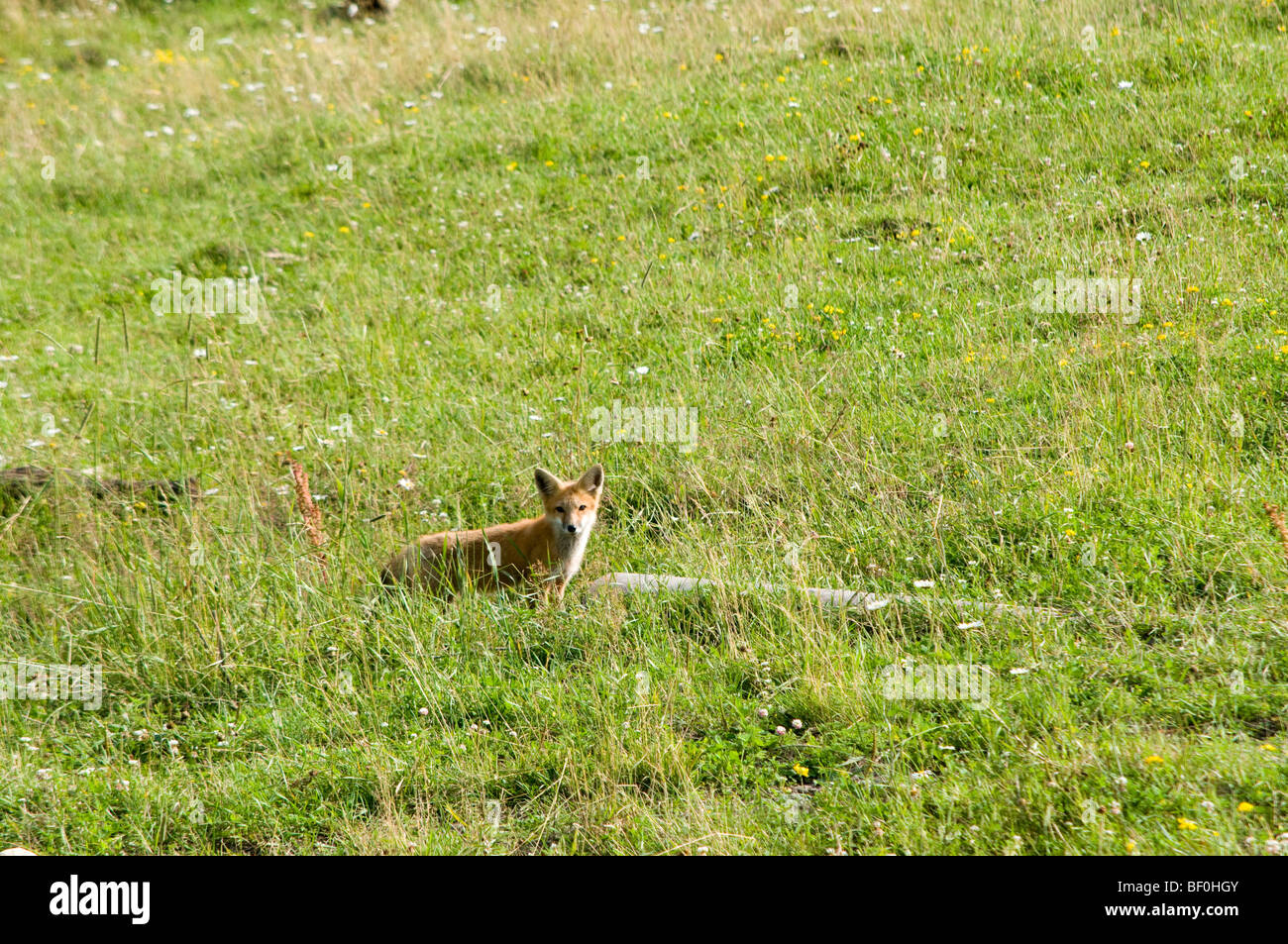 Red fox in a field hi-res stock photography and images - Alamy