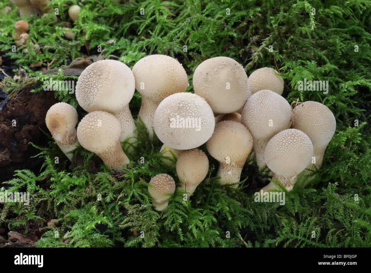 Puff ball fungi hi-res stock photography and images - Alamy