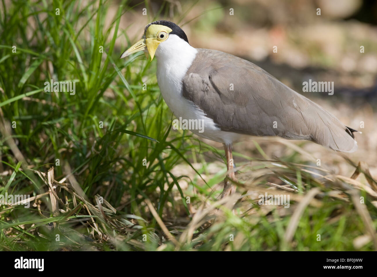 Masked Lapwing or Masked Plover - Vanellus miles Stock Photo - Alamy