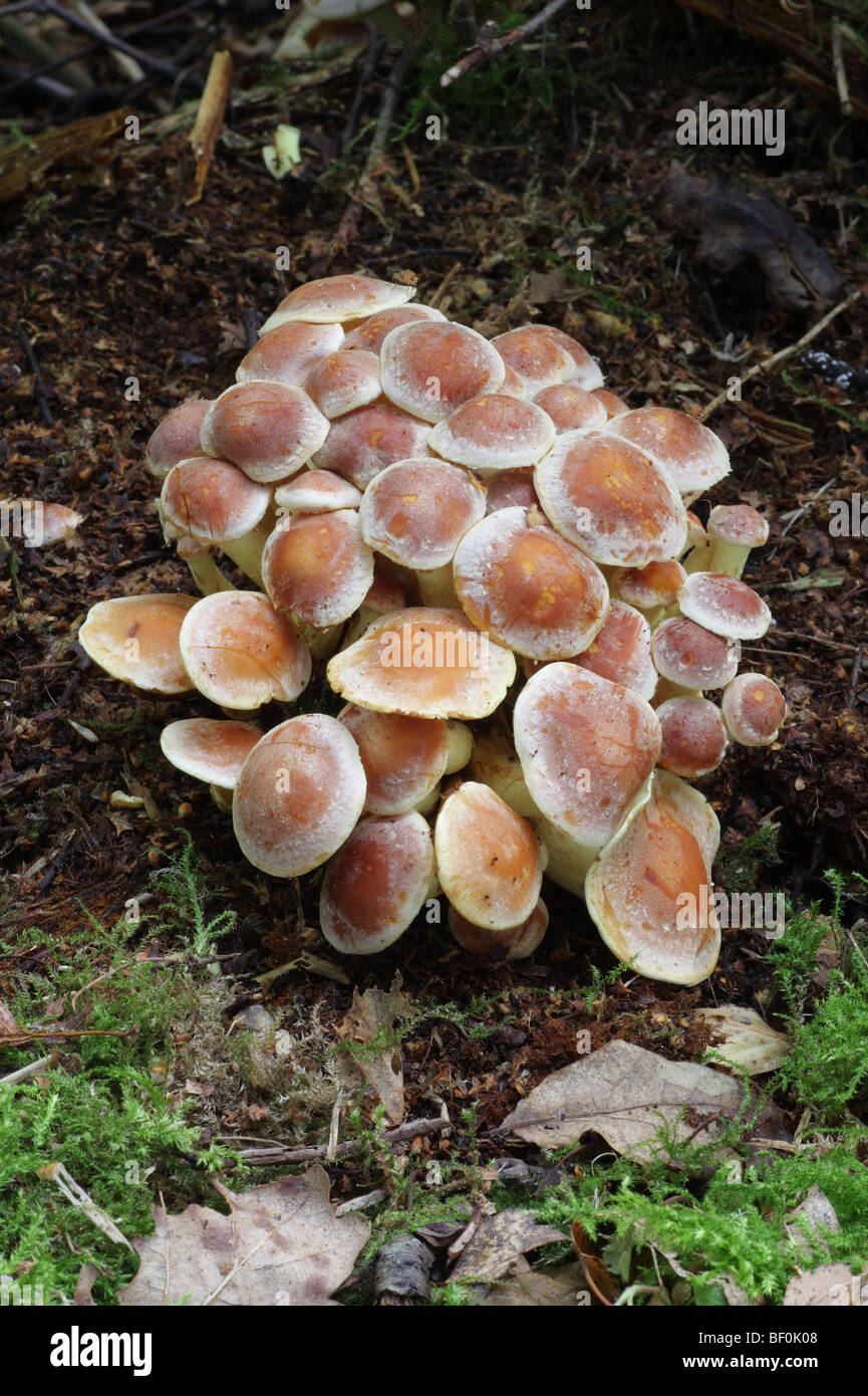 Brick Tuft - Hypholoma lateritium Stock Photo - Alamy