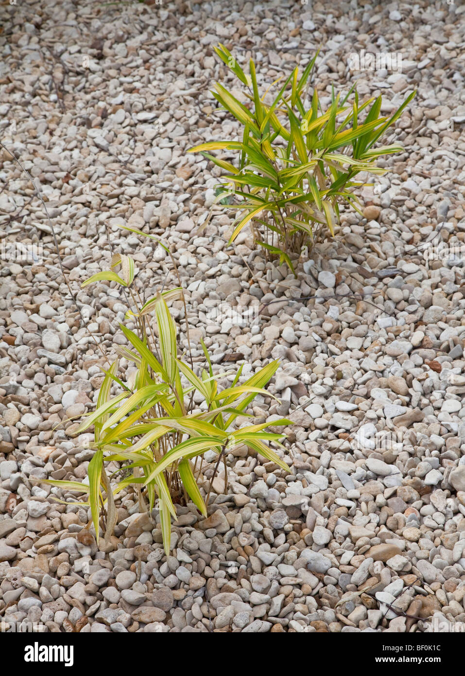 Bamboo grass with grey stone mulch, landscape gardening Stock Photo - Alamy
