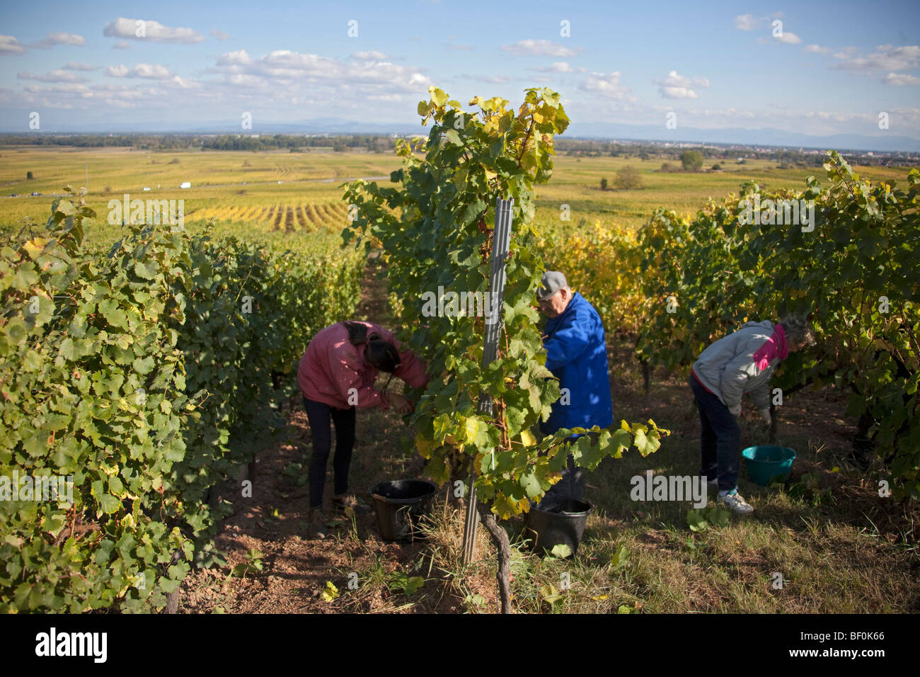 Vendanges harvest of Alsace grapes along the route des vins villages ...