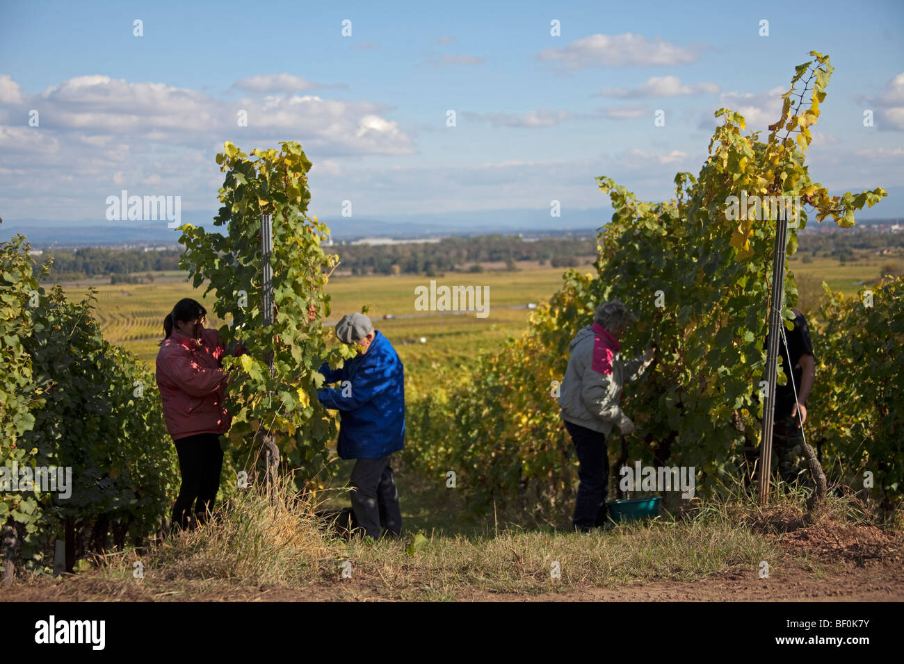 Vendanges harvest of Alsace grapes along the route des vins villages ...