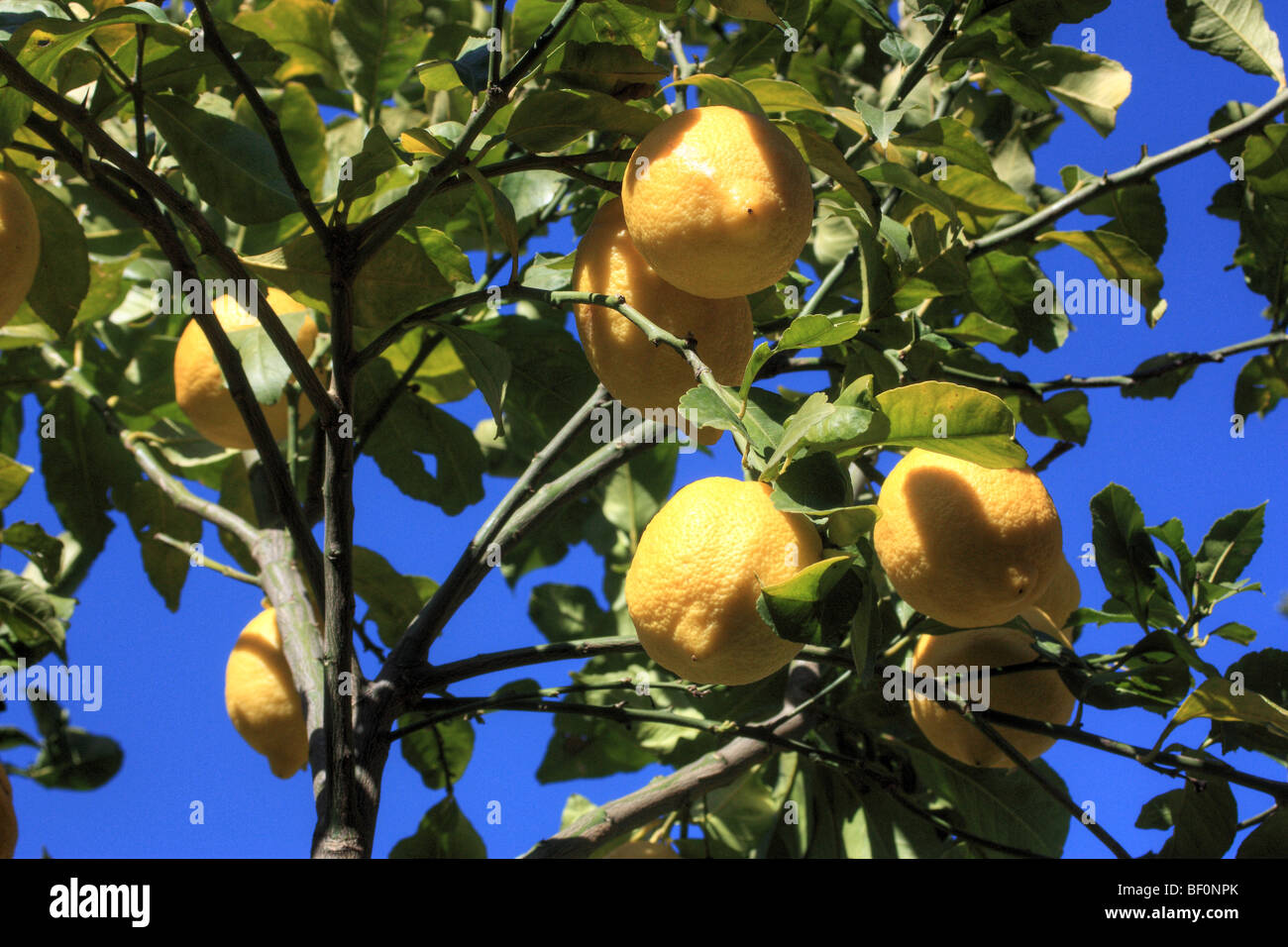 Lemon tree , Majorca Island, Spain Stock Photo - Alamy