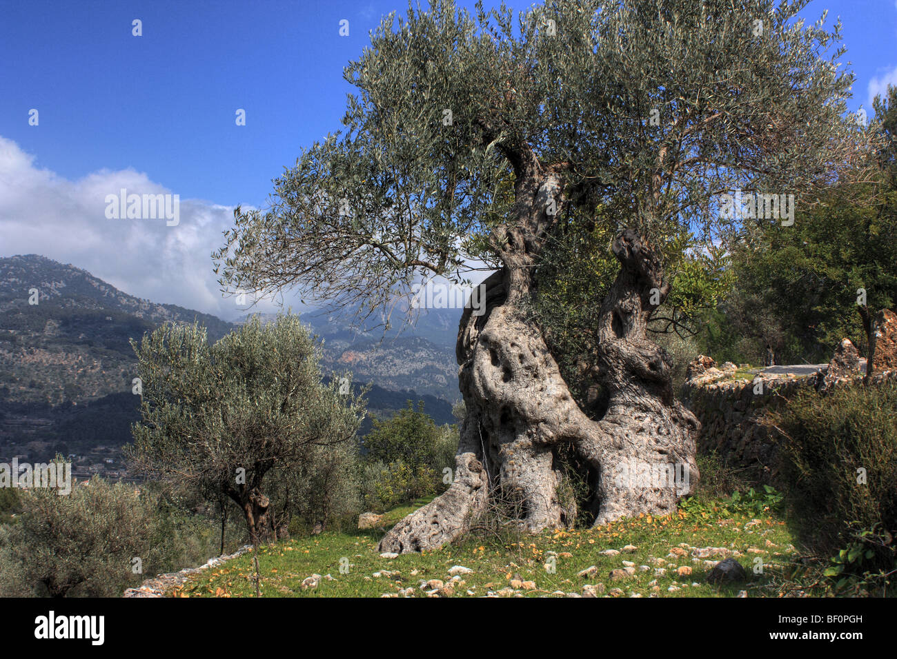 Olive tree serra de tramuntana hi-res stock photography and images - Alamy