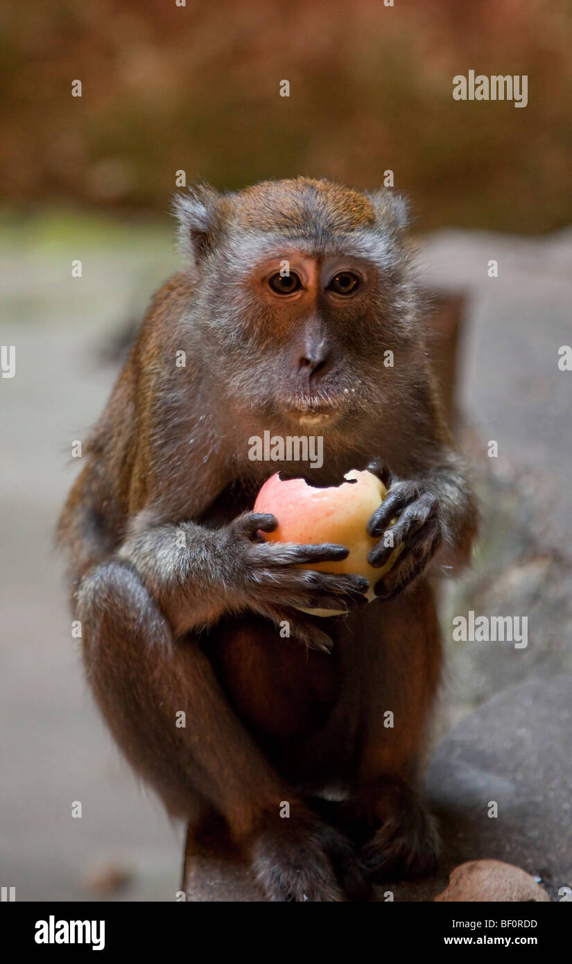 Monkey eating fruit hi-res stock photography and images - Alamy