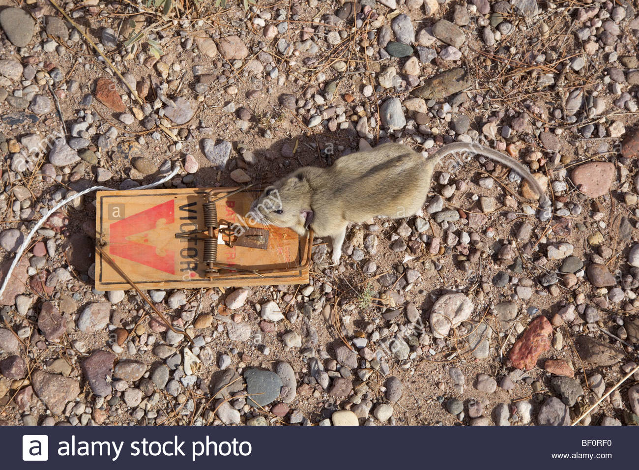 Arizona Pack Rat High Resolution Stock Photography and Images - Alamy
