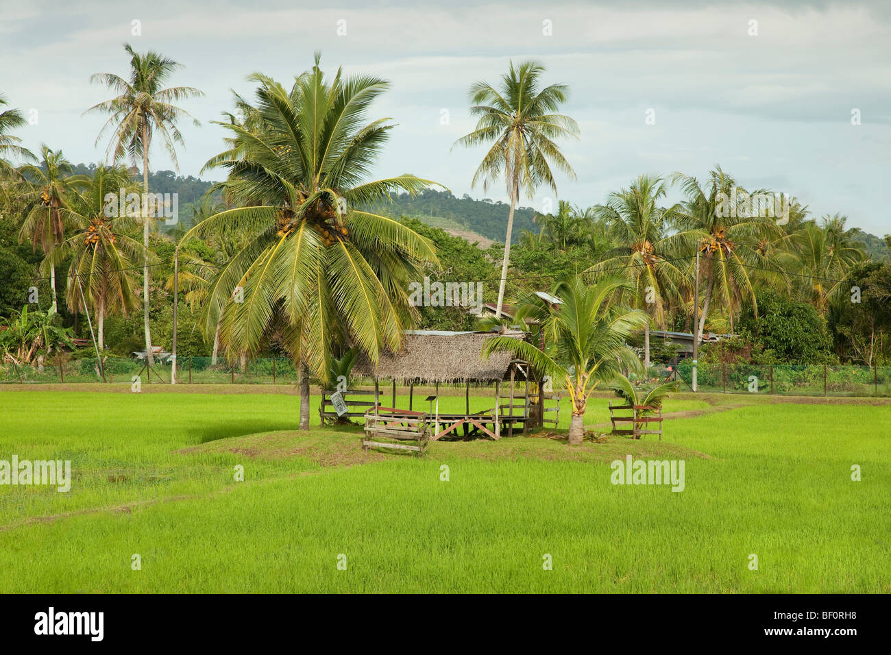 Padi field Malaysia with palm trees Stock Photo - Alamy