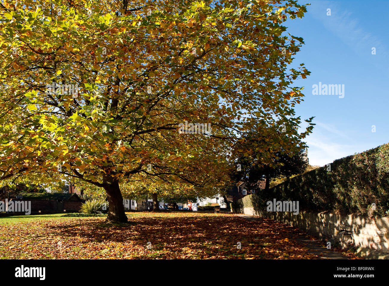 London Plane tree canopy in East Grinstead Stock Photo - Alamy