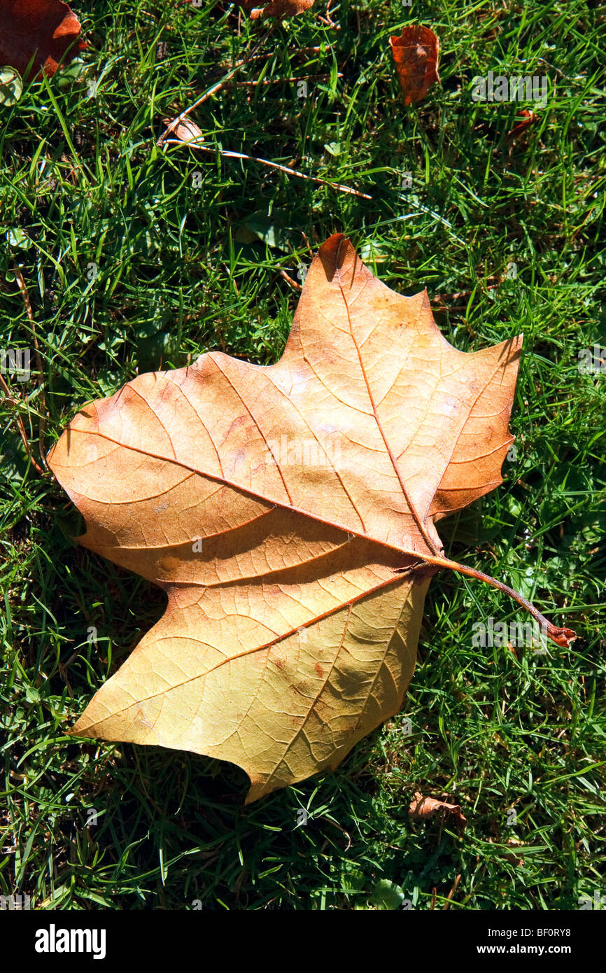 Single London Plane tree (platanus × hispanica) leaf Stock Photo - Alamy
