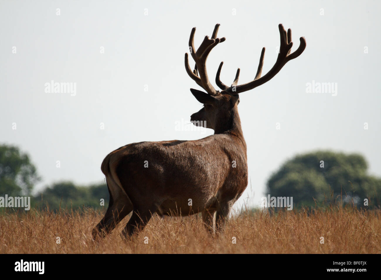 Mature Adult Male (Stag or Hart) Red Deer (Cervus elaphus) with antlers ...