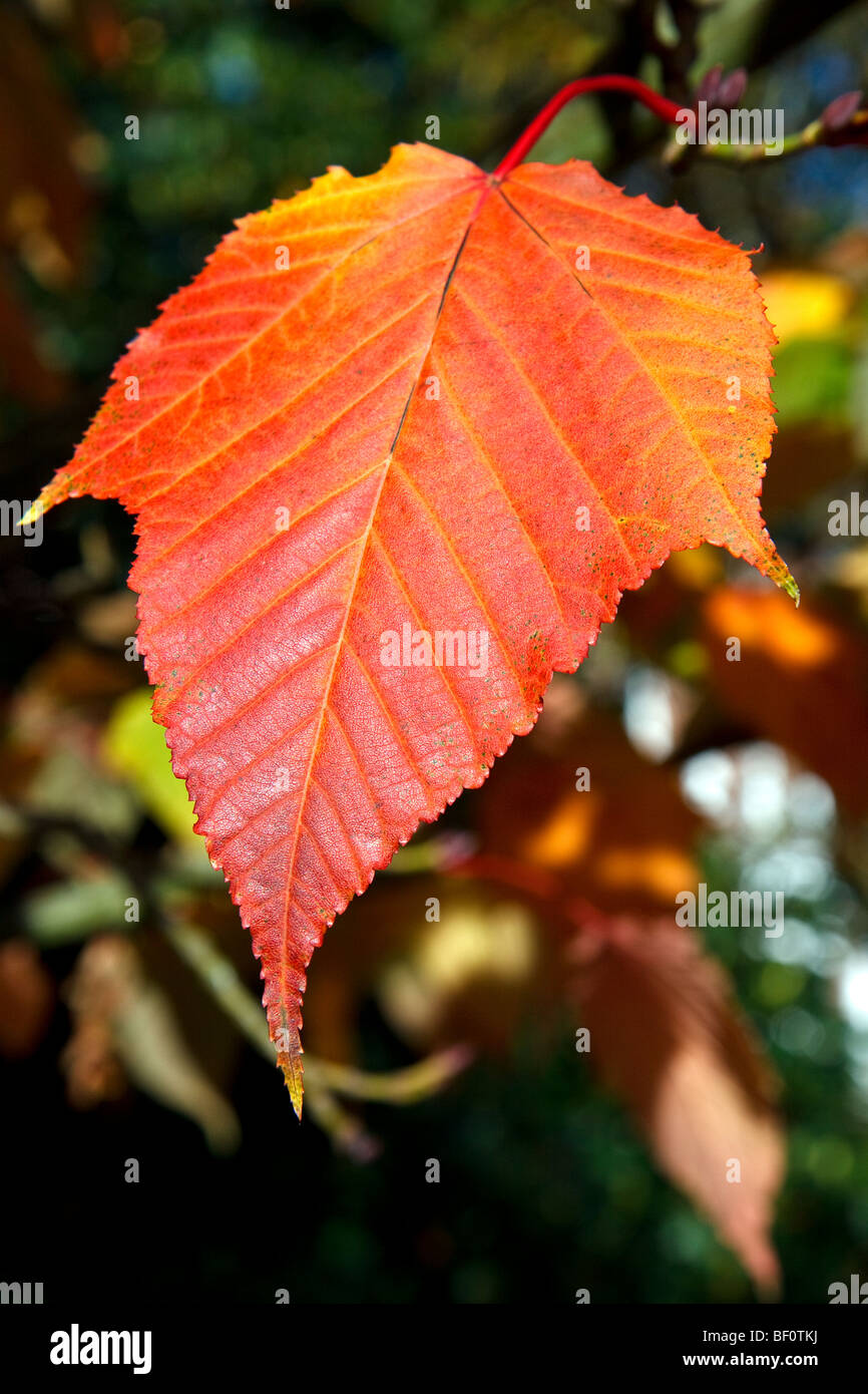 Snake bark maple tree hi-res stock photography and images - Alamy