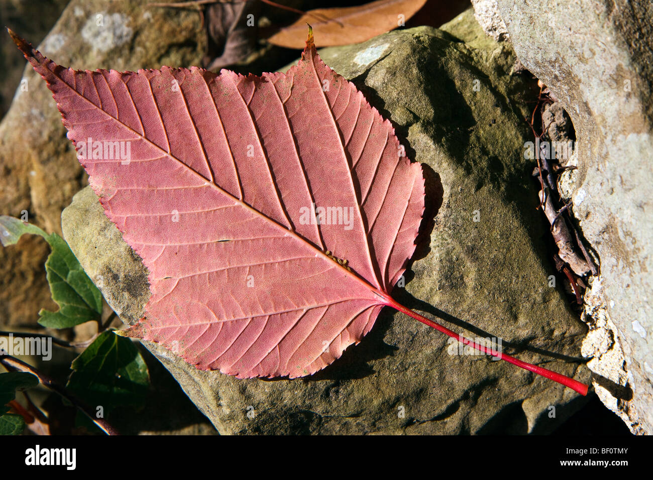 Snake bark maple hi-res stock photography and images - Alamy