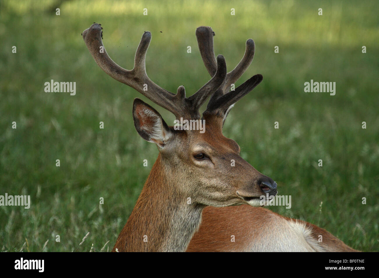 G Hart High Resolution Stock Photography and Images - Alamy