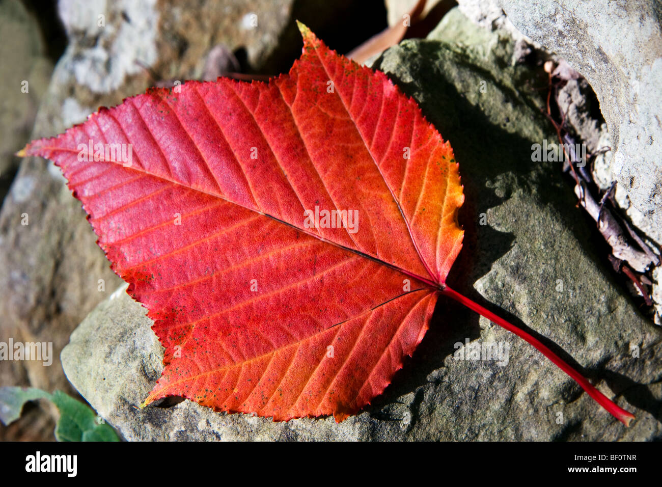 Close-up of a Acer rufinerve (Snake-bark Maple) leaf Stock Photo - Alamy