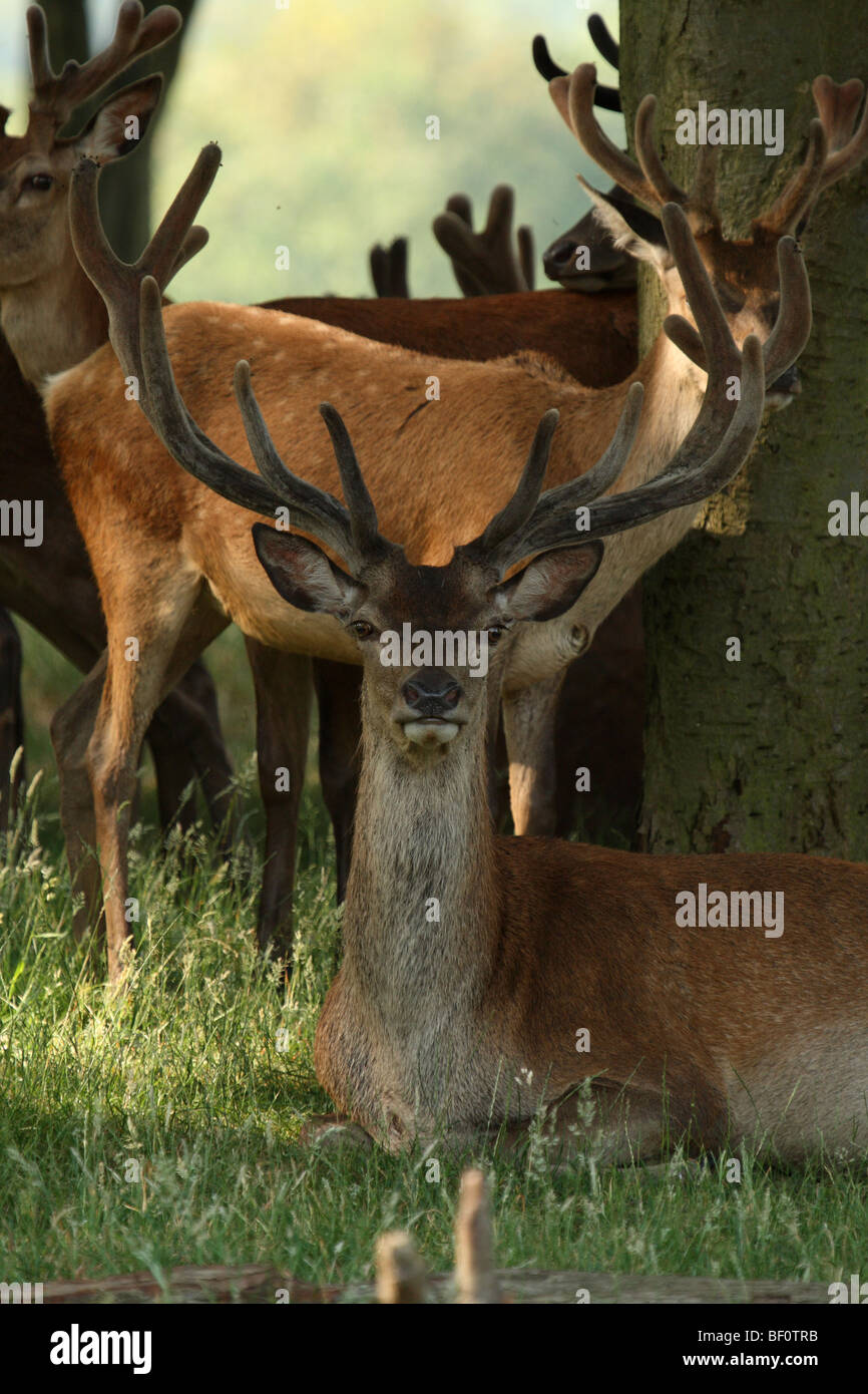 Hart male stag adult mature hi-res stock photography and images - Alamy